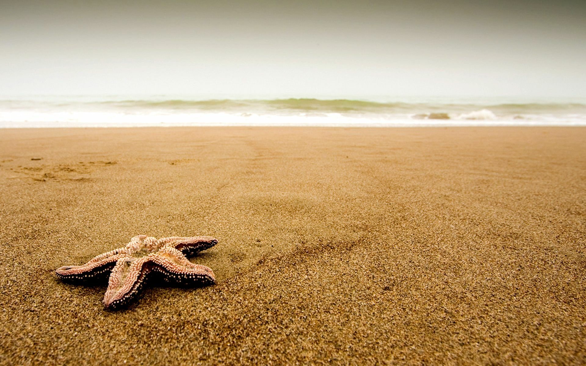 Download Animal Starfish HD Wallpaper