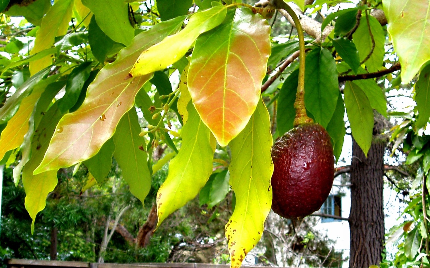 Lush Avocado Delight: HD Food Wallpaper of Nature's Green Treasure