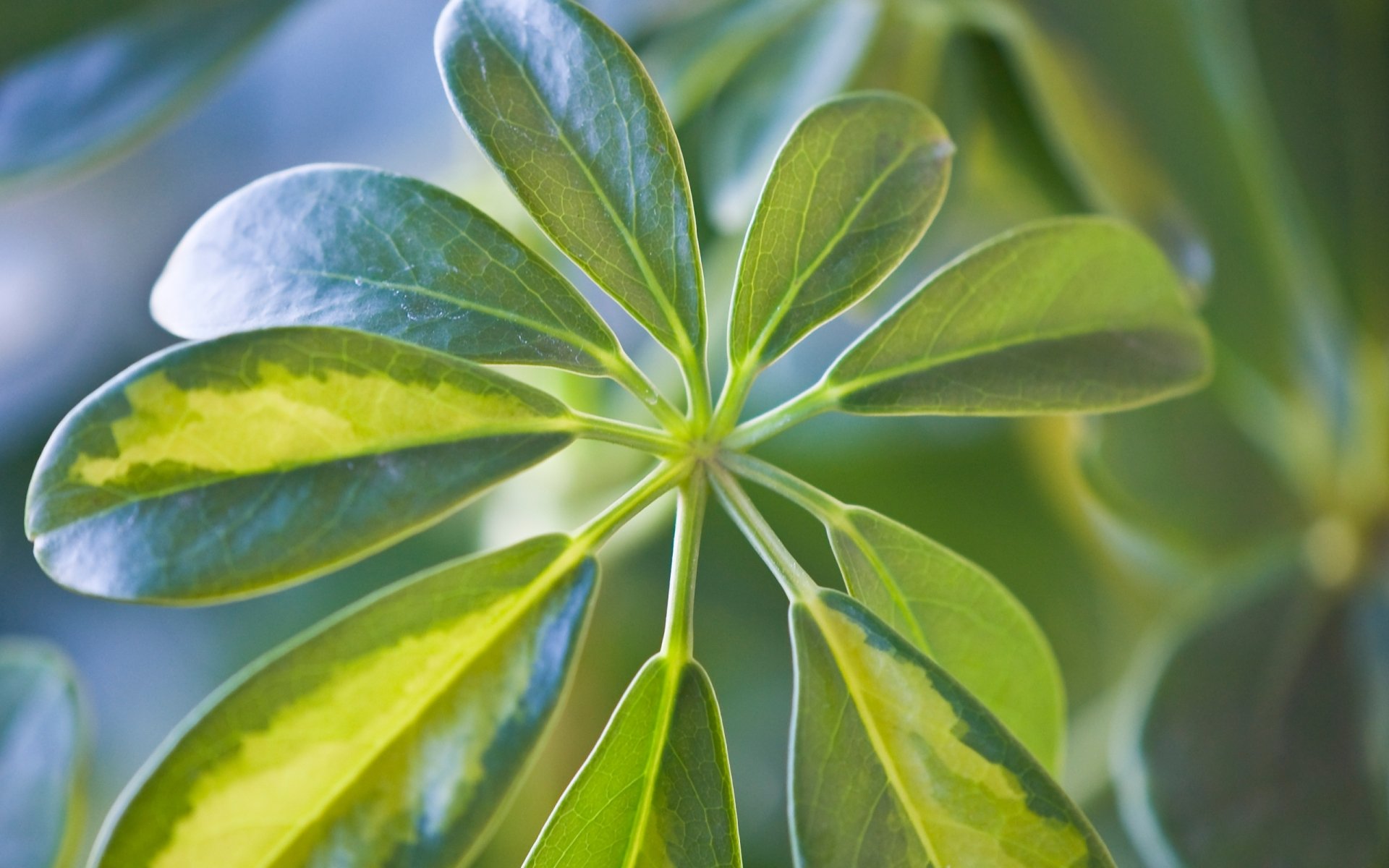 Download Nature Plant HD Wallpaper | 2560x1600 | Wallpaper Abyss