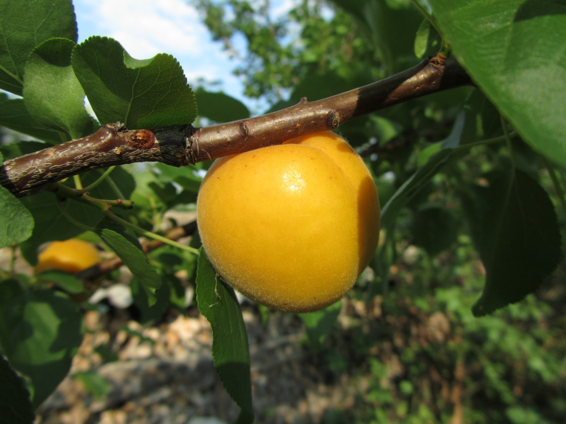 Download Nature Apricot Tree 4k Ultra HD Wallpaper by Vergilius