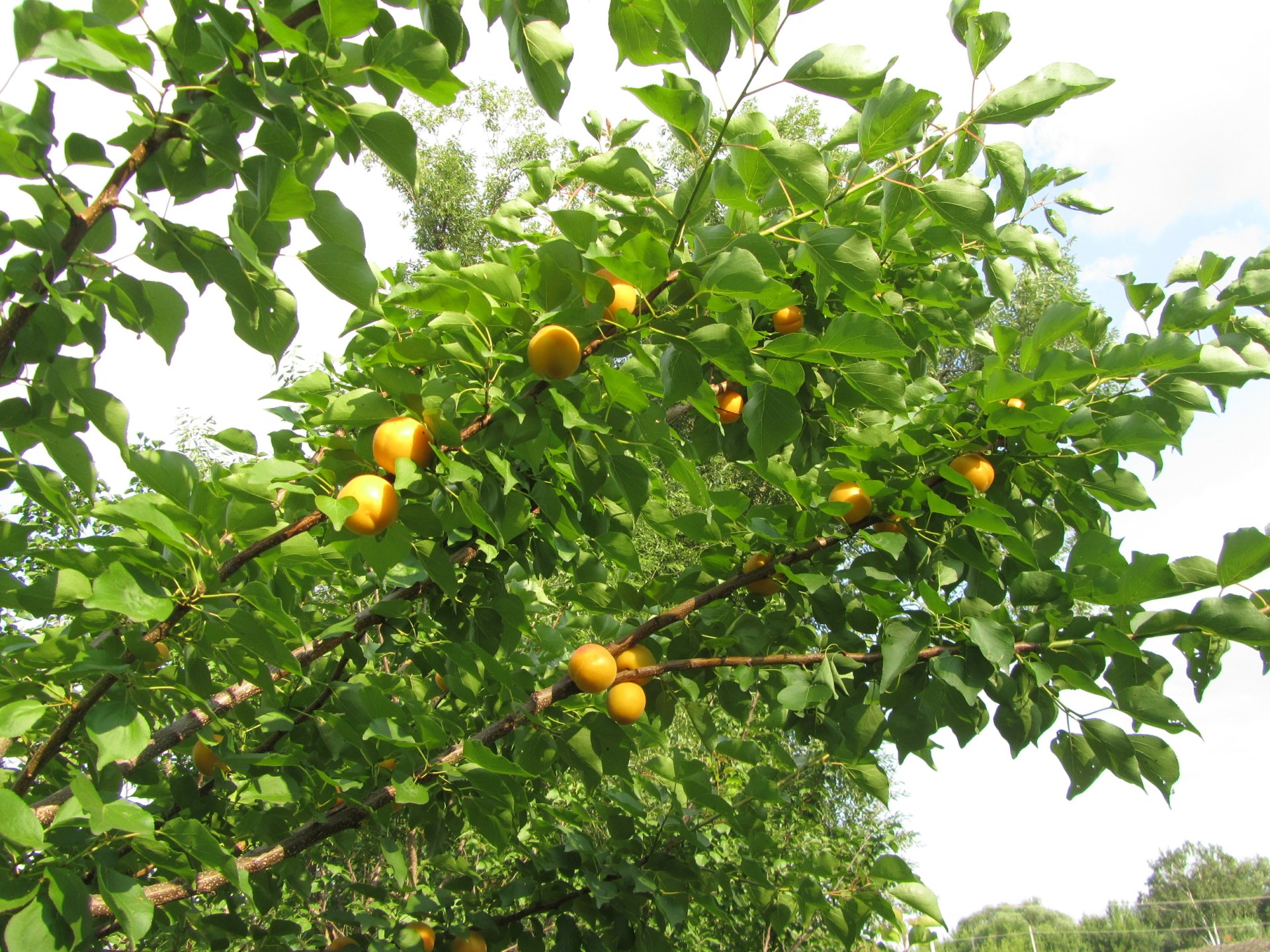 Apricot Tree 4k Ultra HD Wallpaper | Background Image | 4320x3240 | ID ...