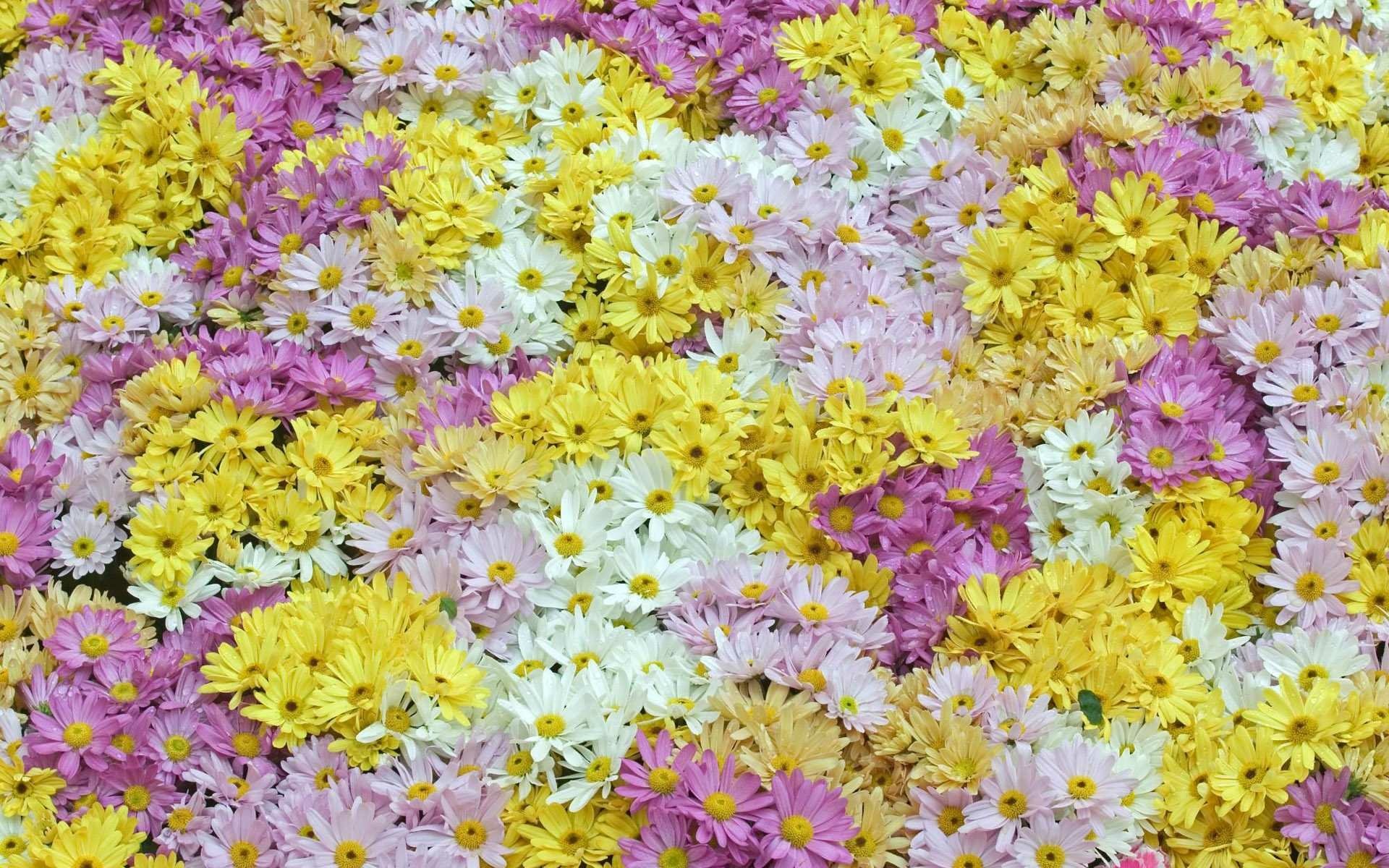 Vibrant Floral Bliss: HD Nature’s Colorful Flower Canvas | 1920x1200 ...