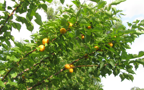 [10+] Apricot Tree 4k Wallpapers