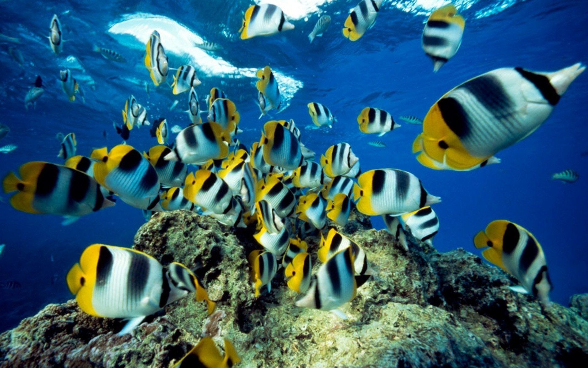 Animal Butterflyfish HD Wallpaper