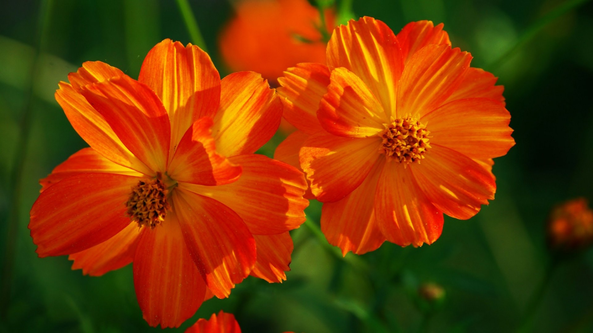 Radiant Orange Blossoms: Stunning 4K Nature Flower Wallpaper ...
