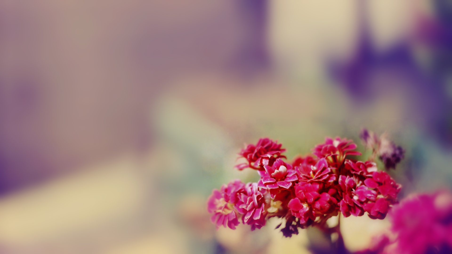 Floral Desktop Wallpaper Tumblr Hd