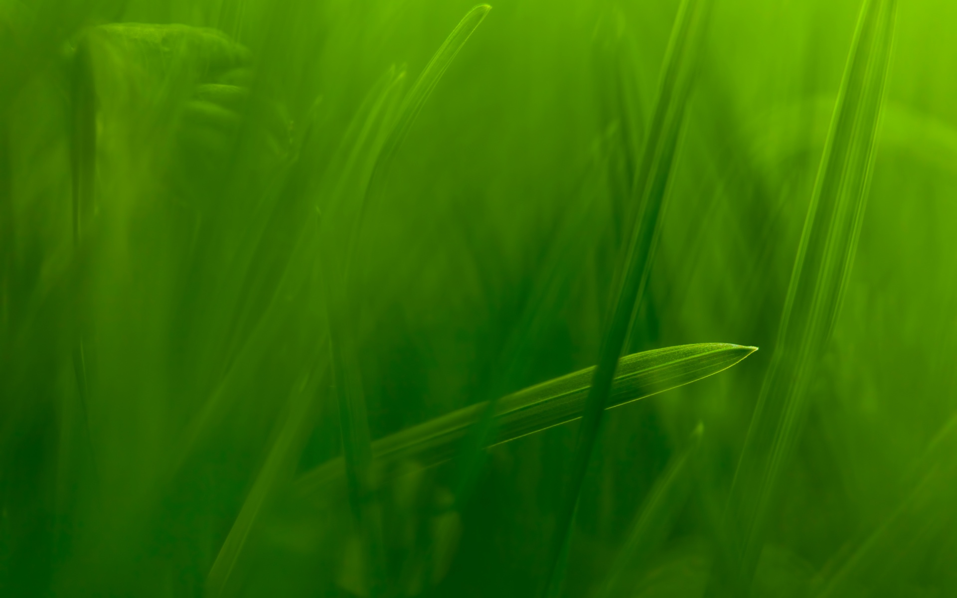Download Nature Grass HD Wallpaper