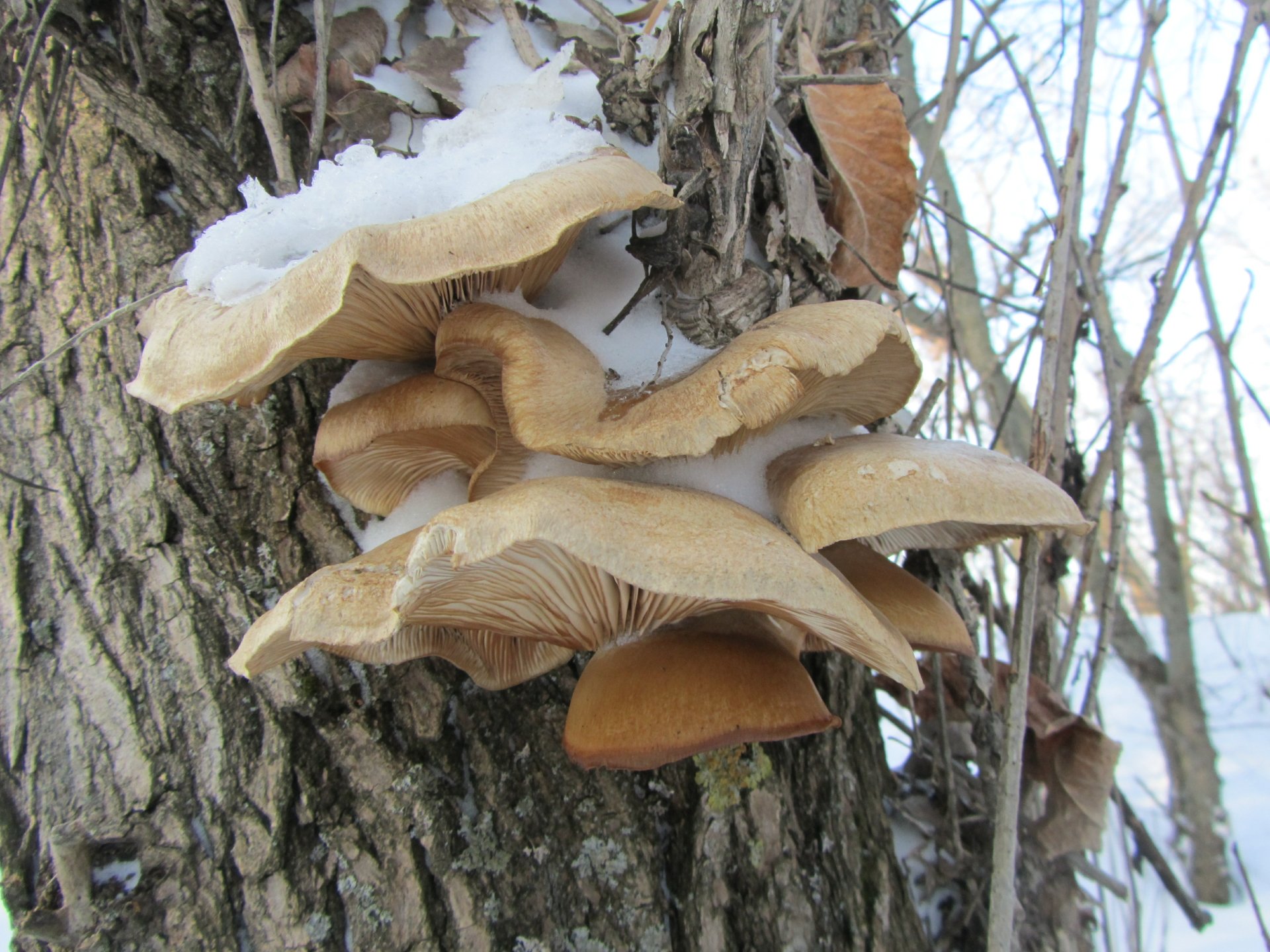 Download Nature Mushroom 4k Ultra HD Wallpaper by Vergilius | 4320x3240 ...