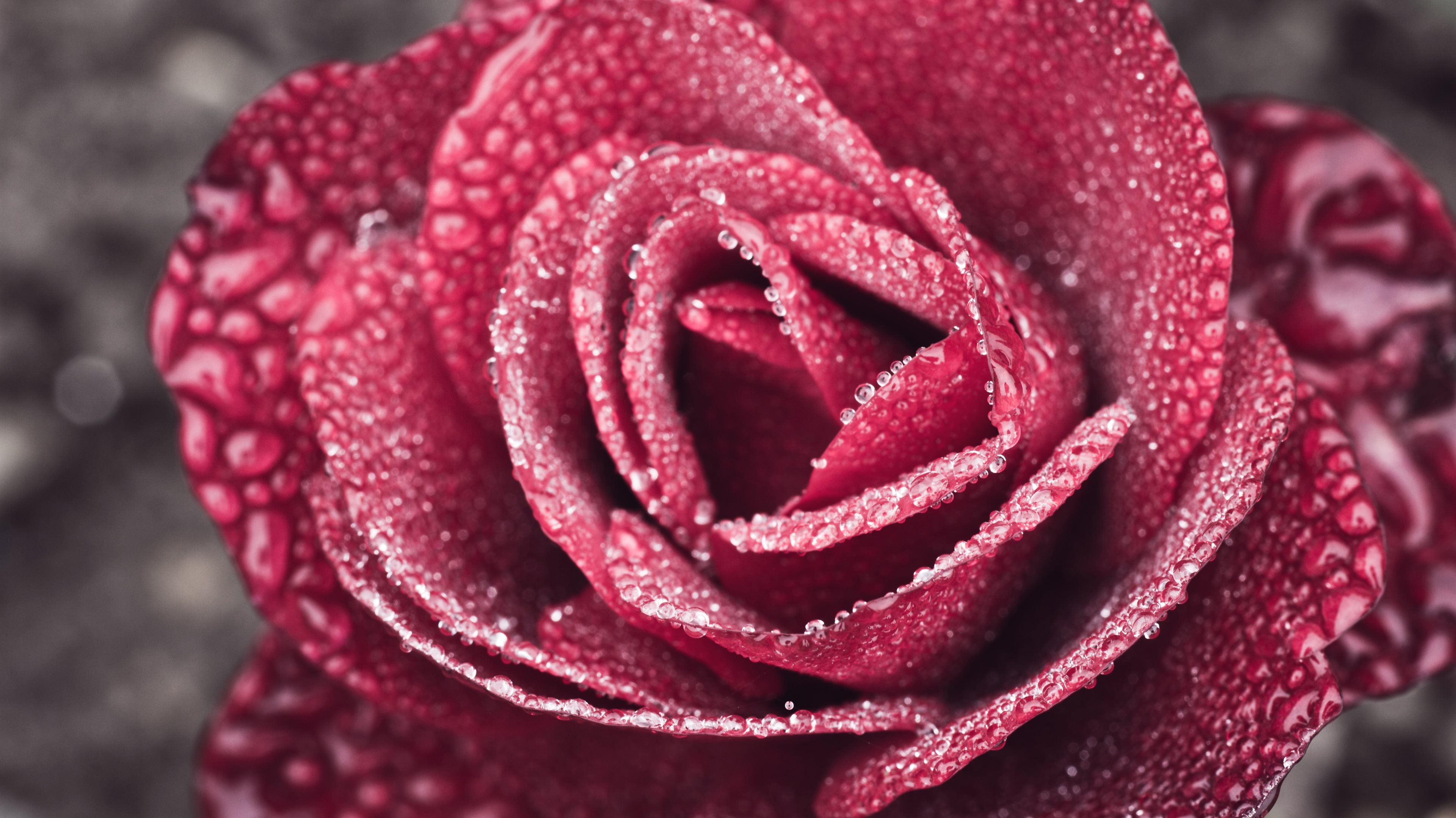 4K Ultra HD Red Rose Blossom Nature s Stunning Floral Masterpiece 4K Ultra HD Red Rose Blossom Nature s Stunning Floral Masterpiece