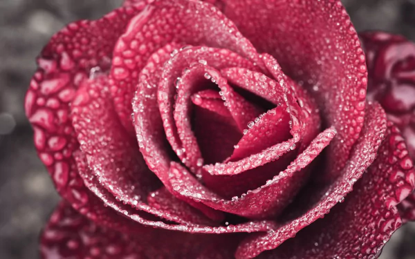 [170+] Red Rose 4k Wallpapers