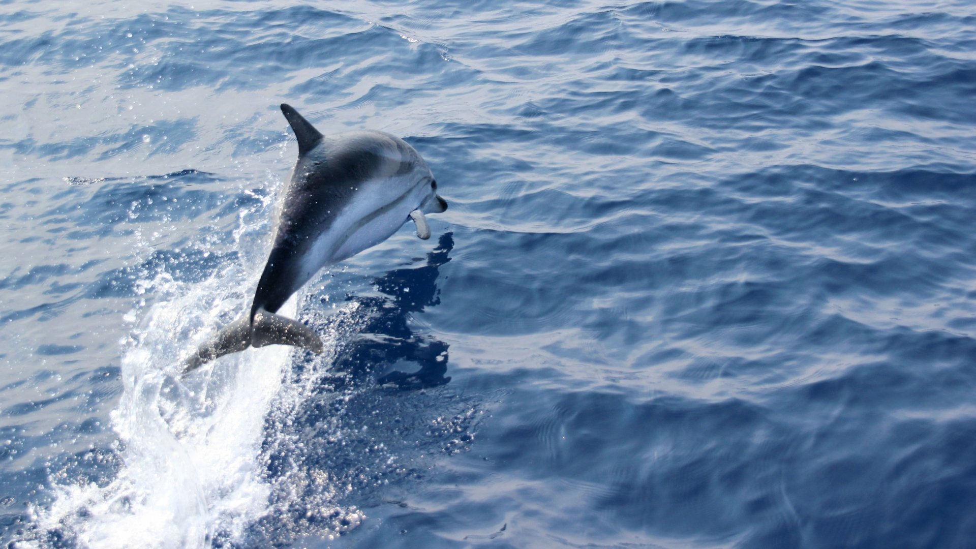 4K Ultra HD Dolphin Splash: Majestic Ocean Leap