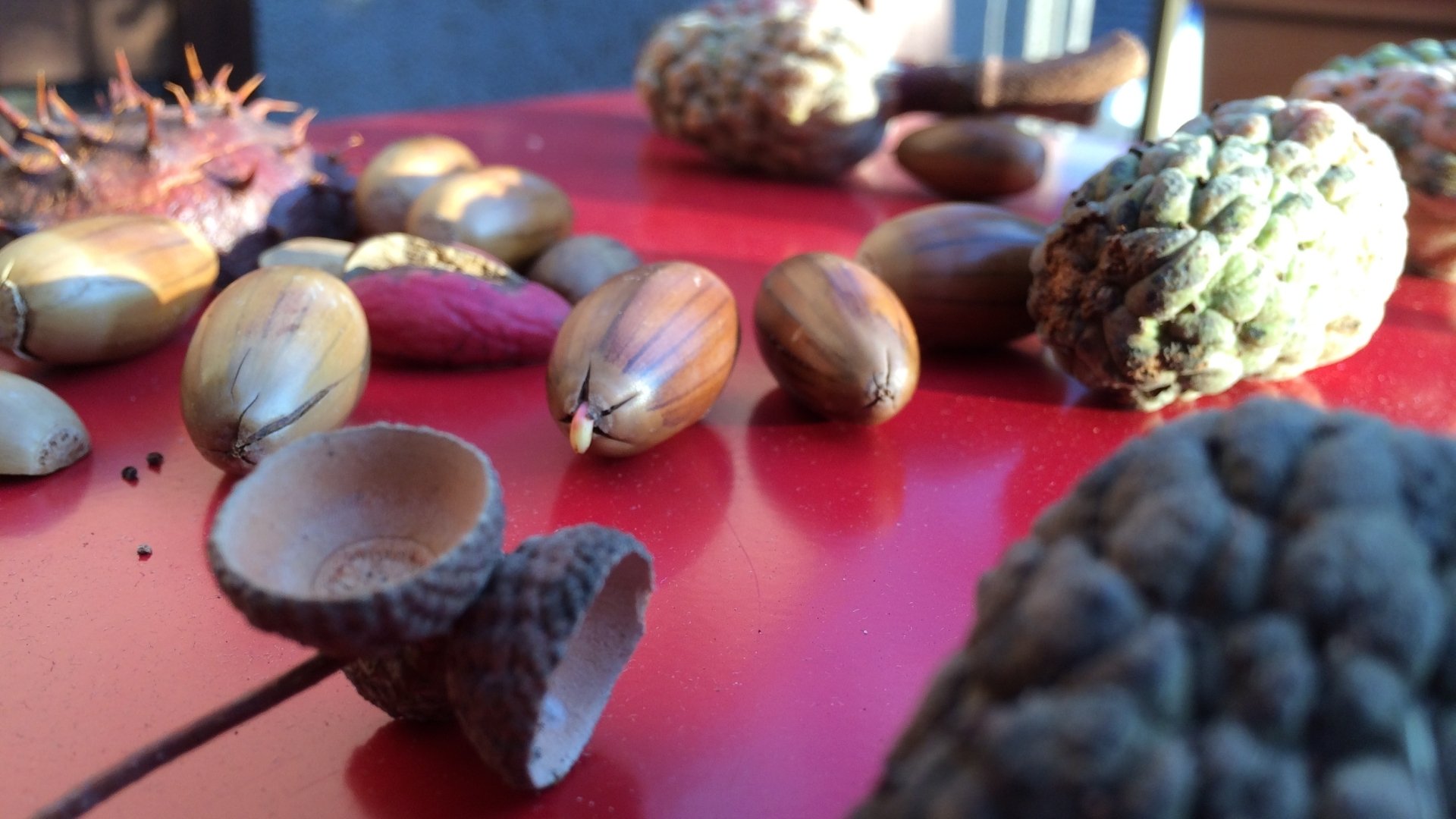 Download Nature Acorn HD Wallpaper