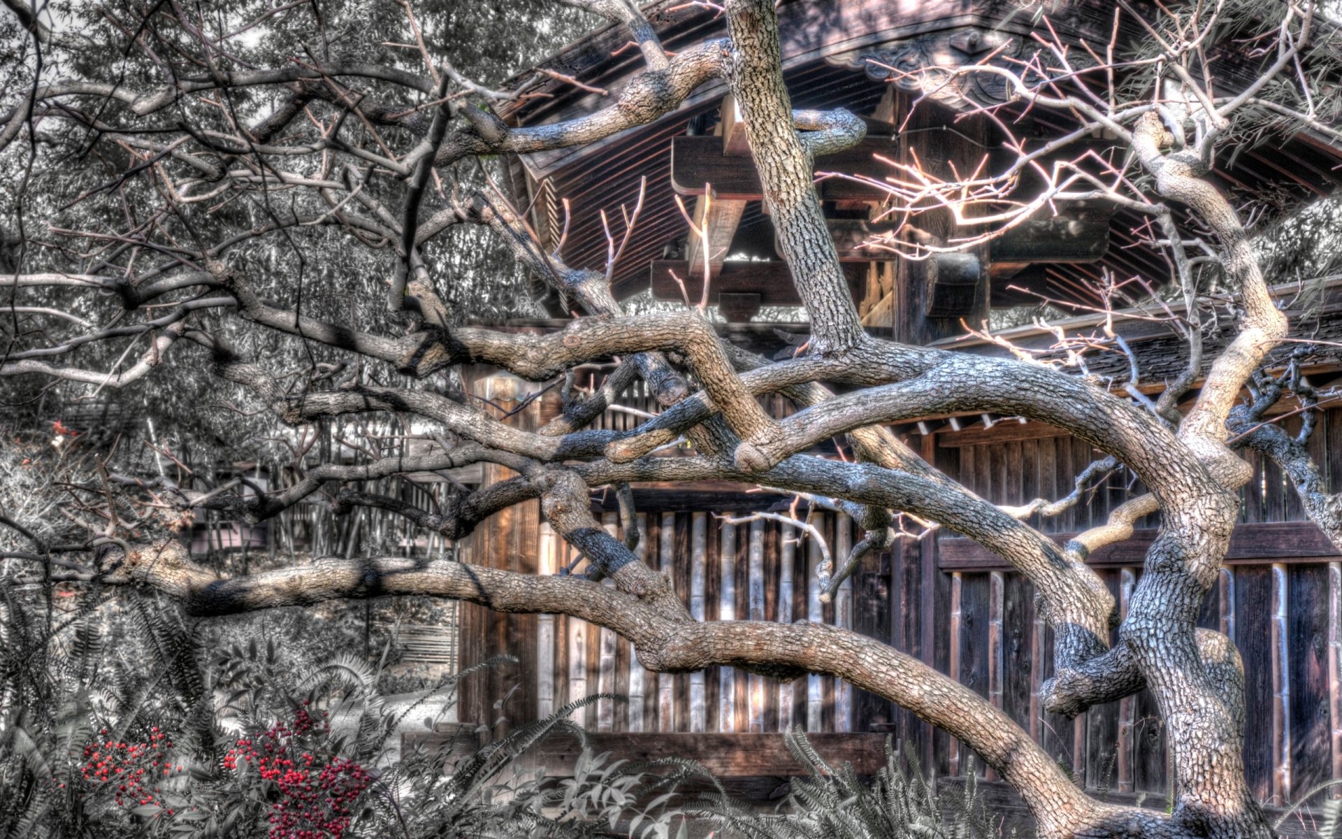 Download Nature Twisted Tree HD Wallpaper