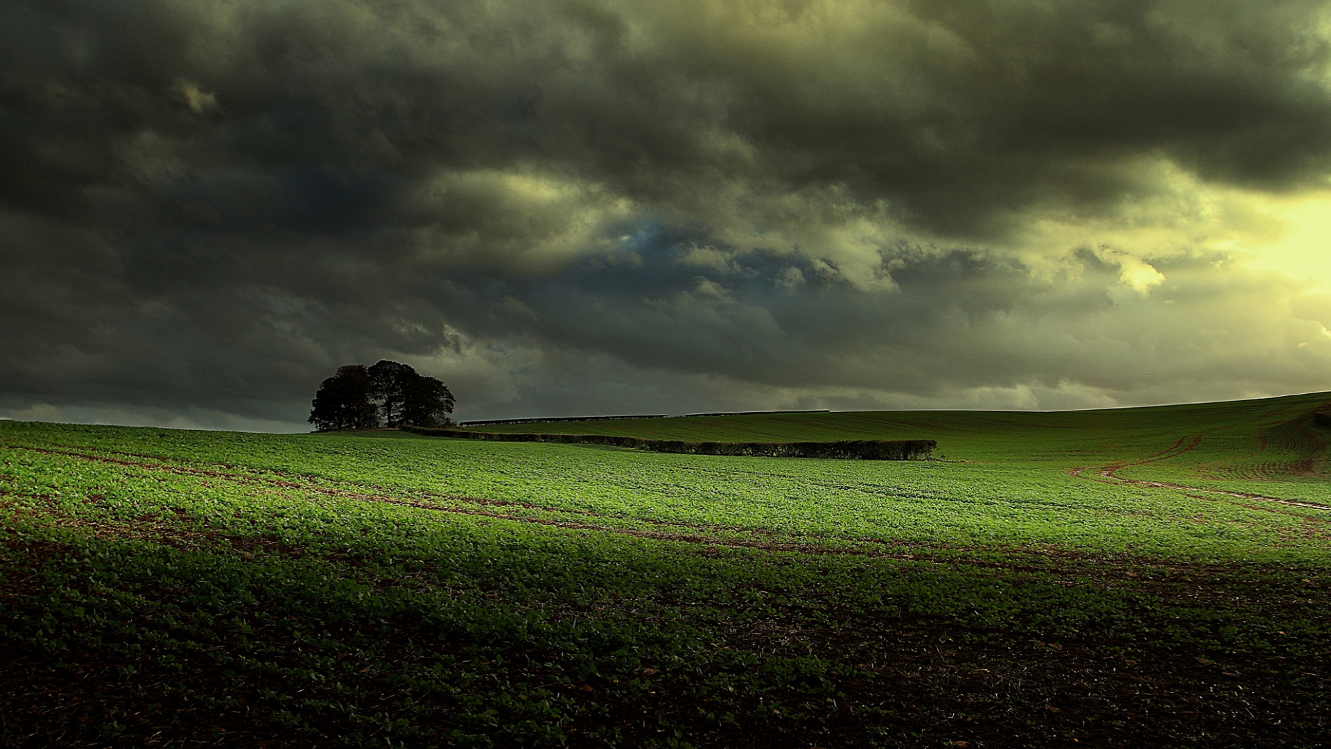 Download Nature Field HD Wallpaper