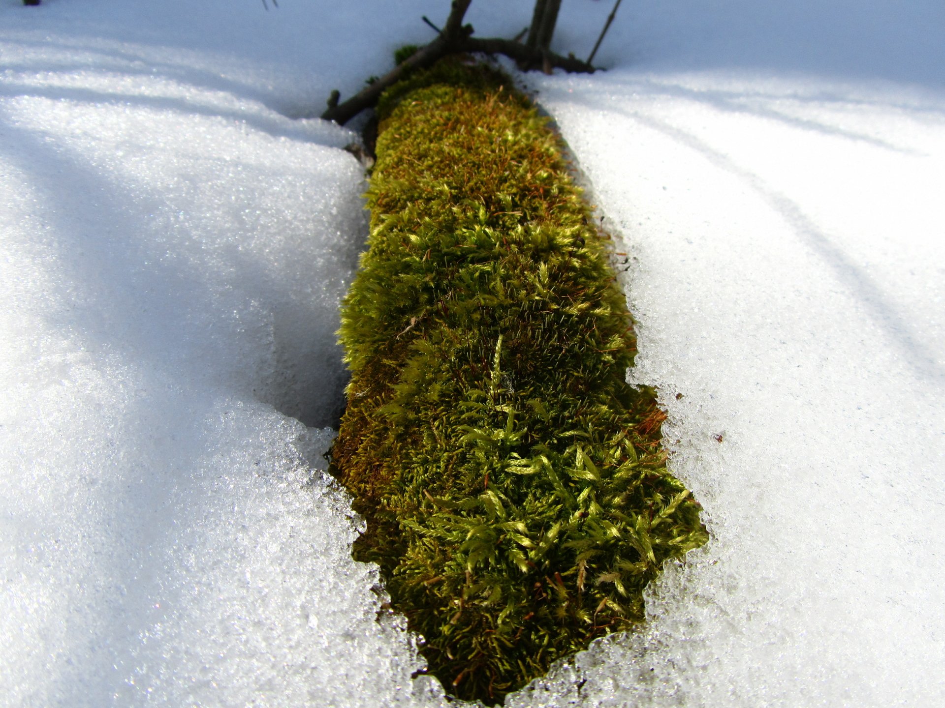 Download Nature Moss 4k Ultra HD Wallpaper by Vergilius