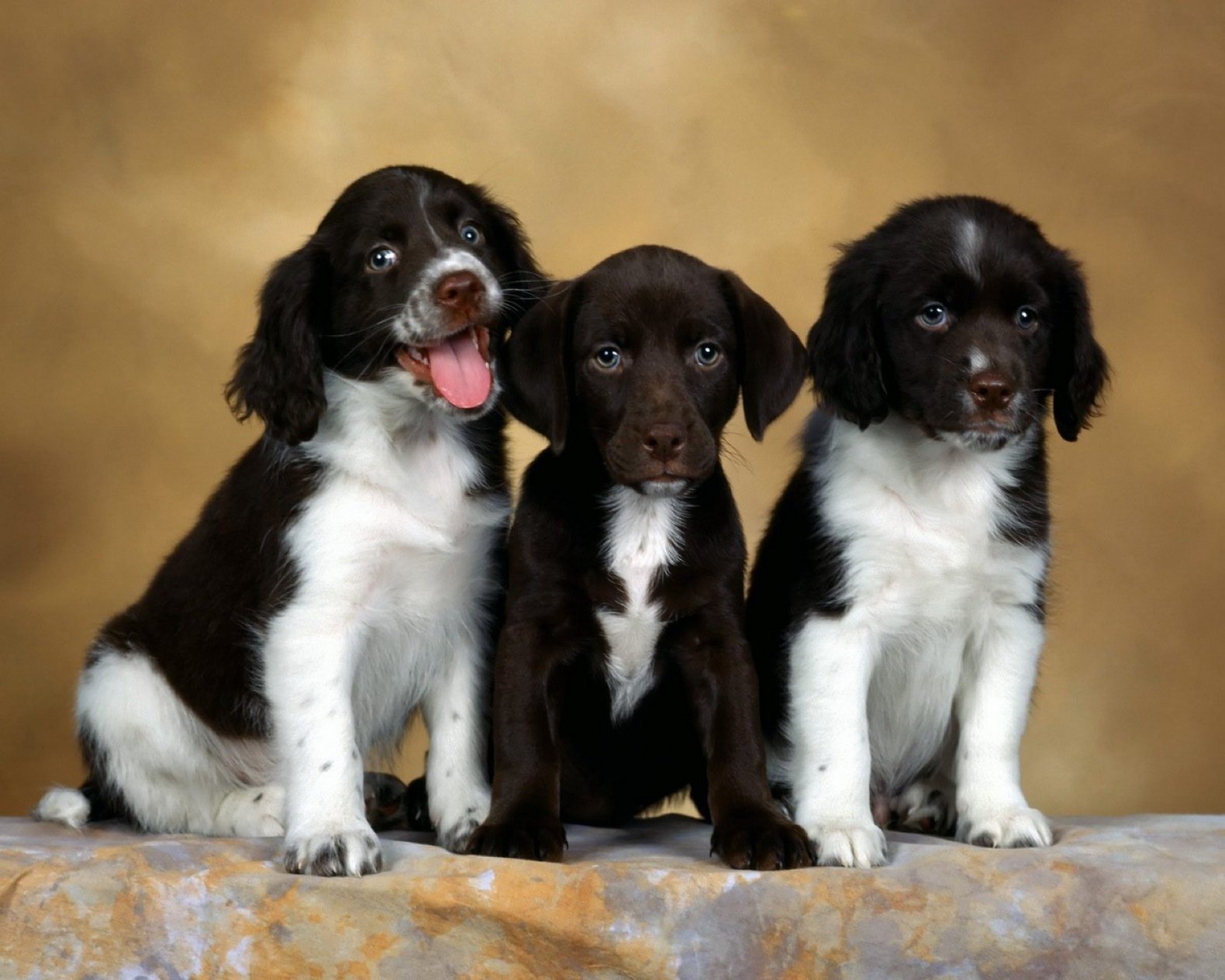 Cute Puppy Trio - HD Wallpaper for Dog Lovers
