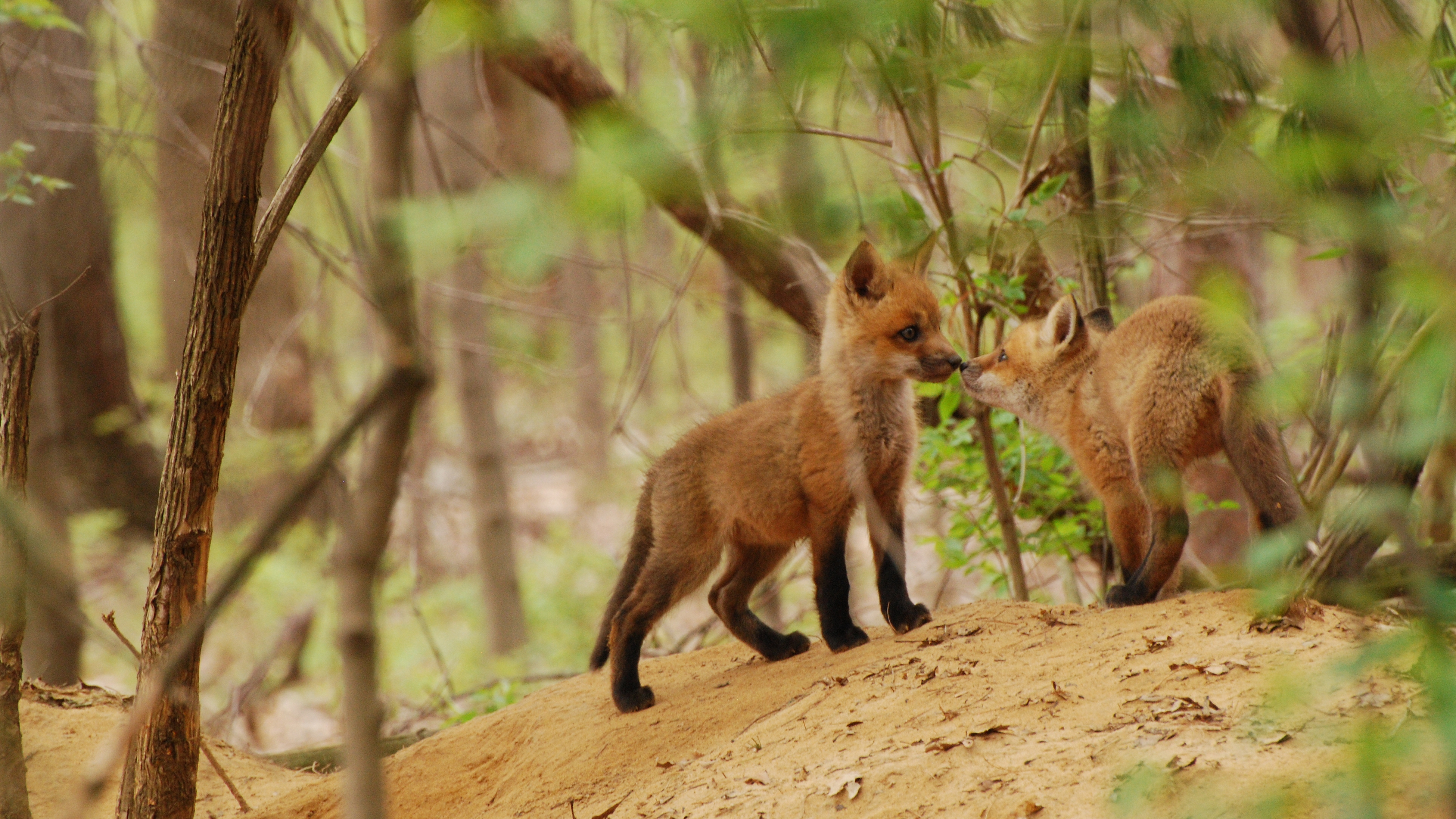 Charming Fox Cubs: 4K Ultra HD Wallpaper