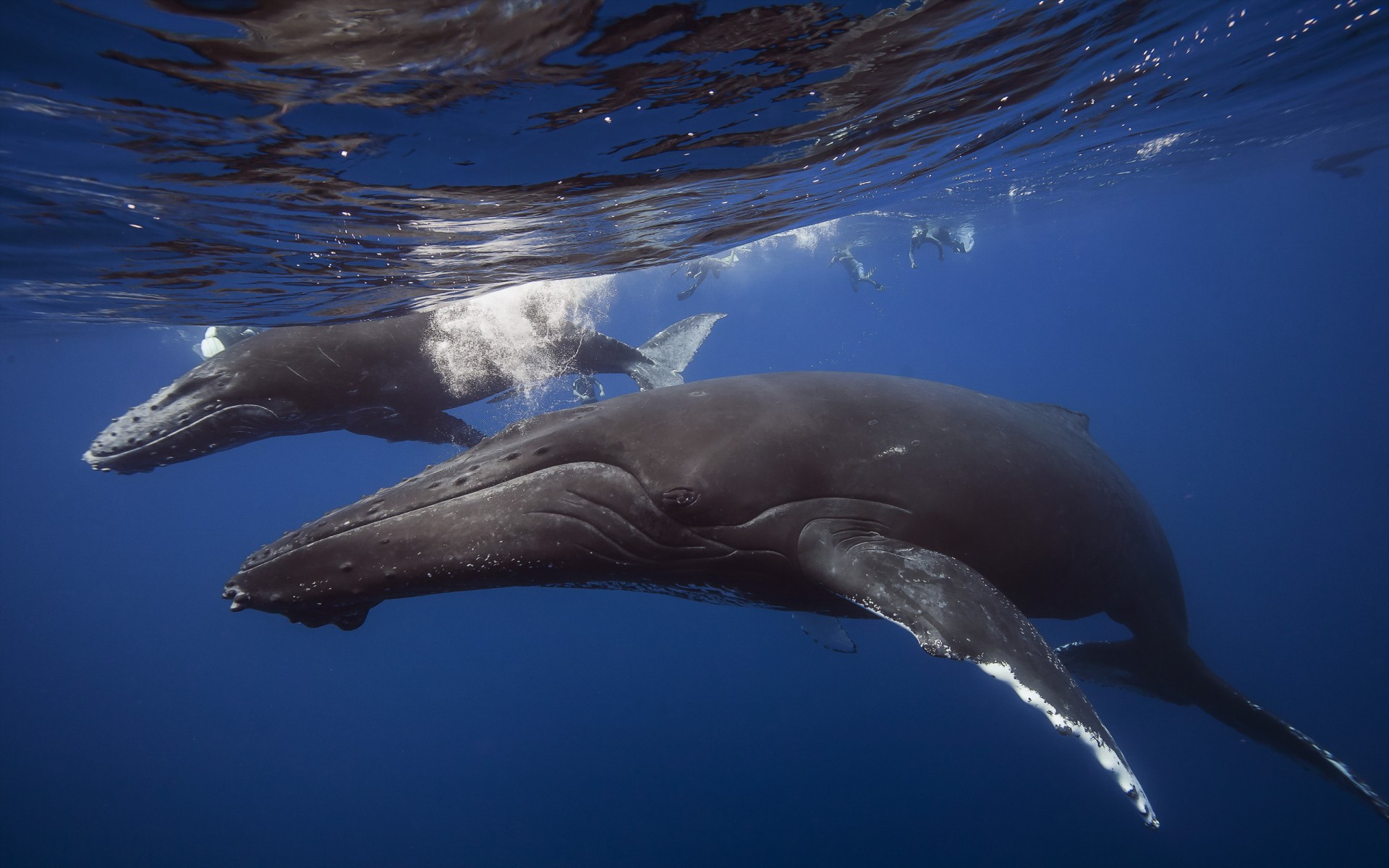 Download Animal Whale HD Wallpaper