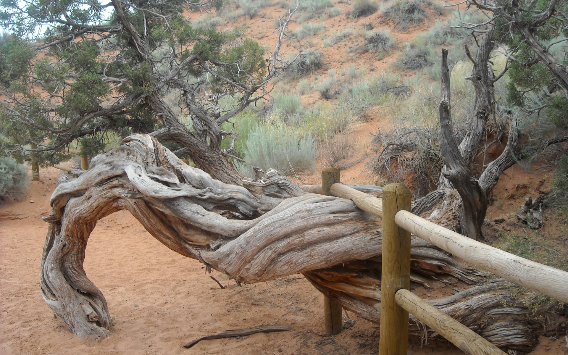 Twisted Tree HD Wallpaper