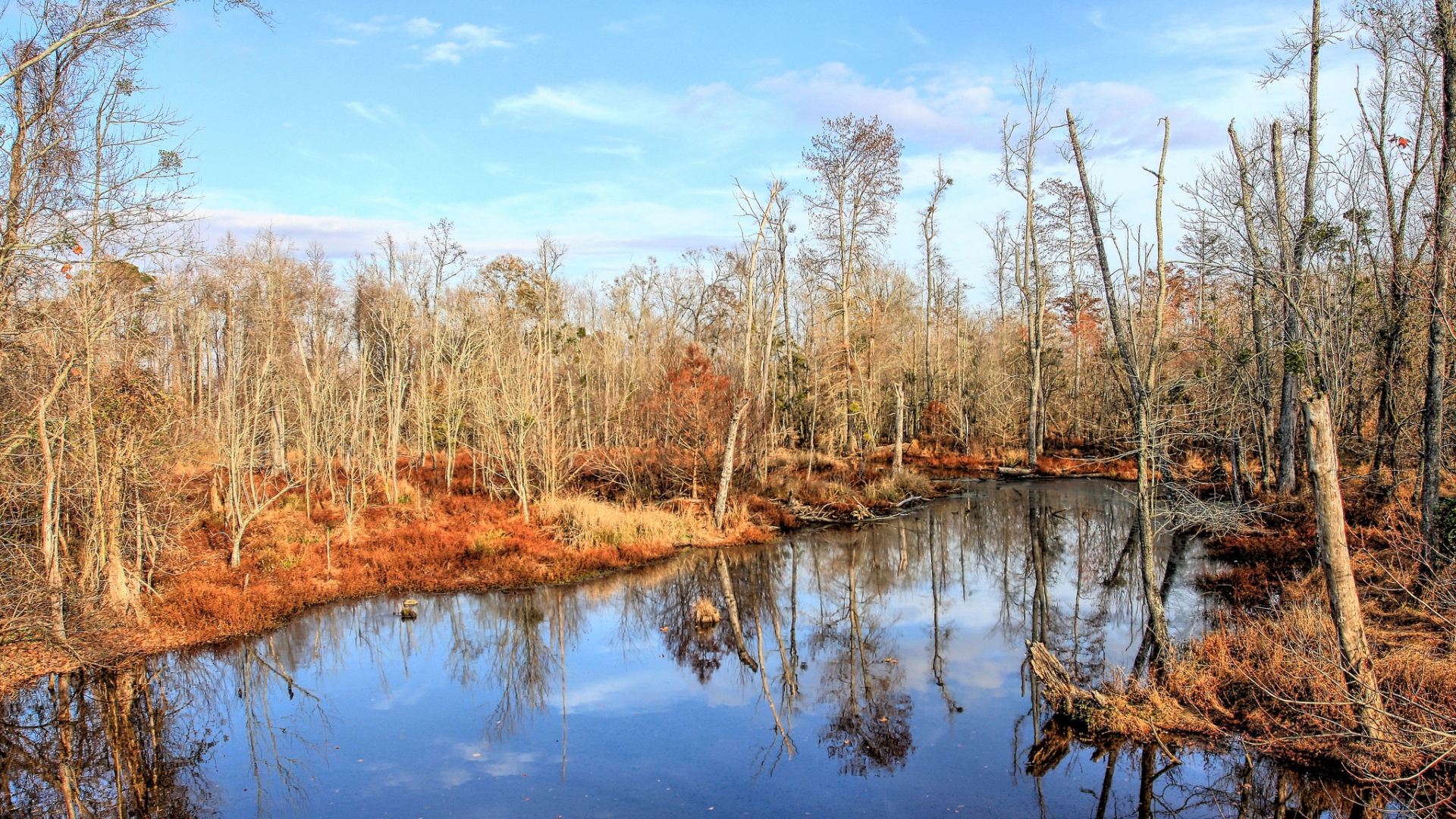 Download Nature Swamp HD Wallpaper