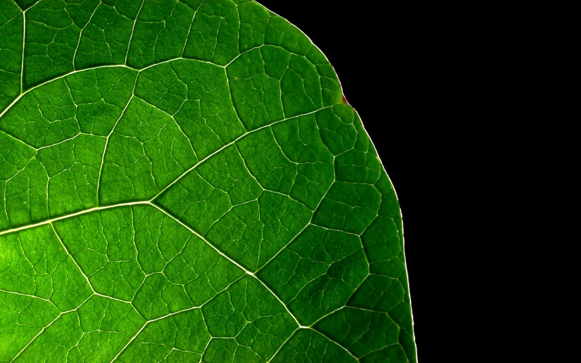 Vibrant Green Nature: HD Wallpaper of a Leaf Close-Up