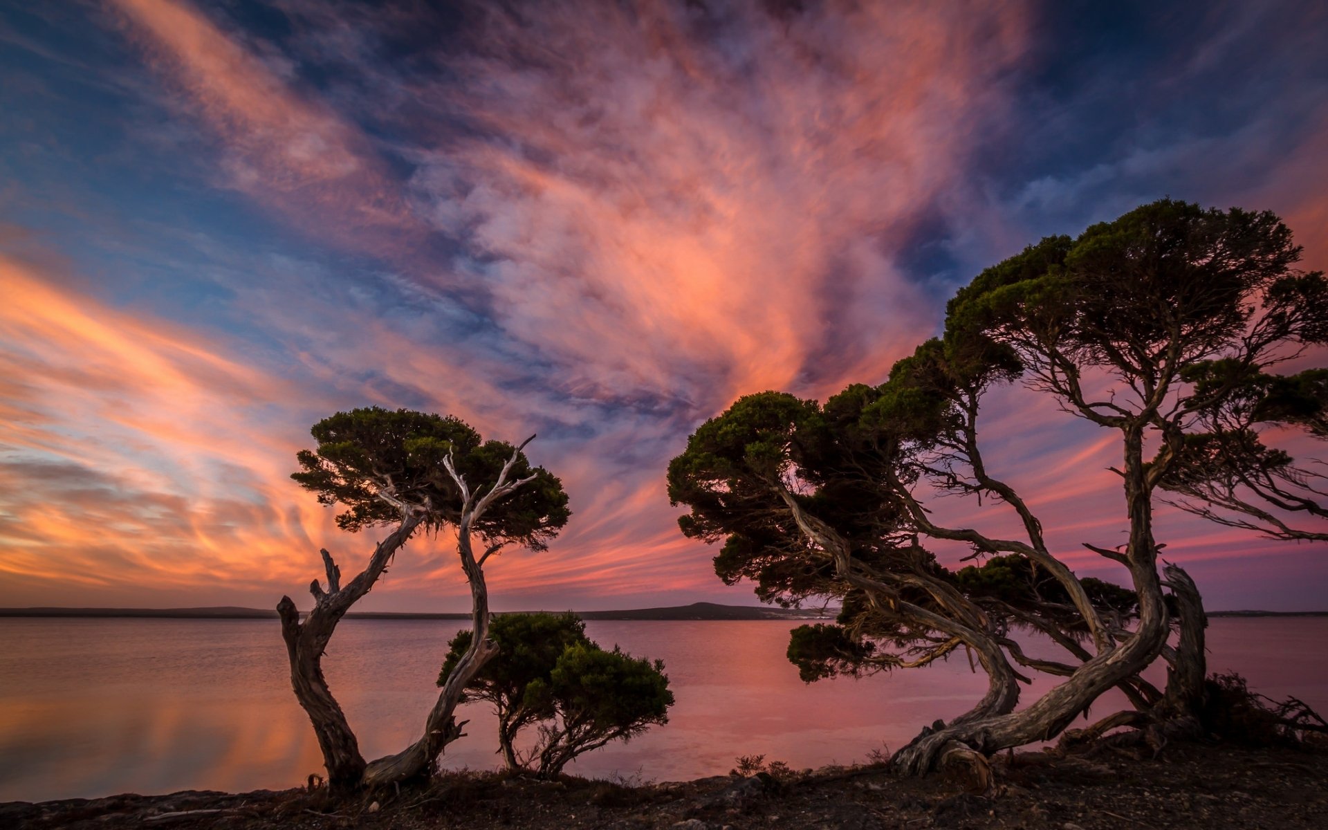 Download Nature Twisted Tree HD Wallpaper