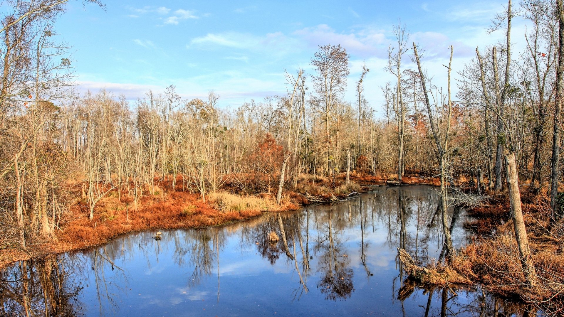 Download Nature Swamp HD Wallpaper