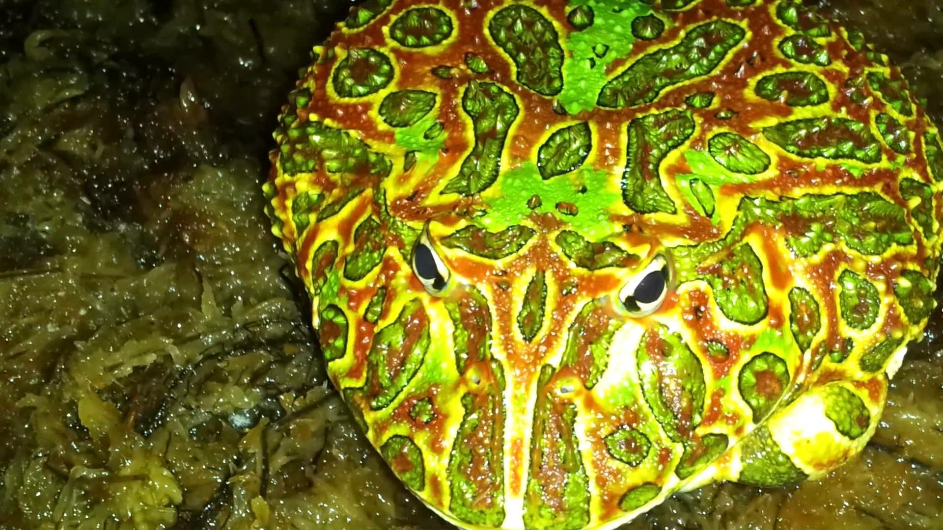 Download Animal Pac-man Frog HD Wallpaper