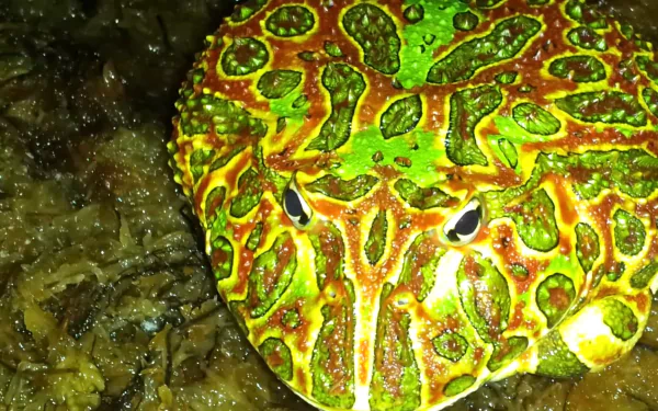 Download Animal Pac-man Frog 4k Ultra HD Wallpaper