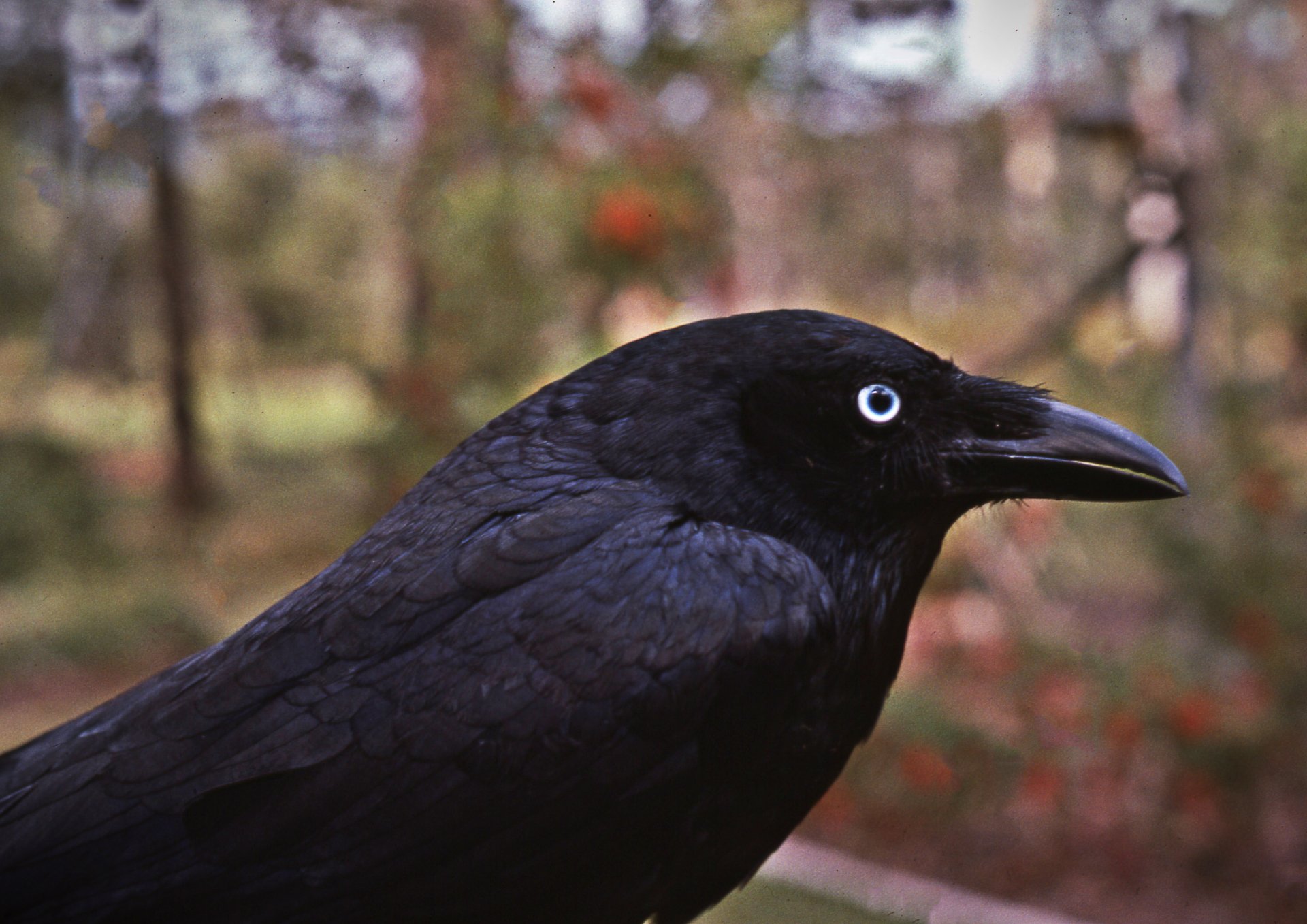 Majestic Crow in HD – Stunning Animal Wallpaper