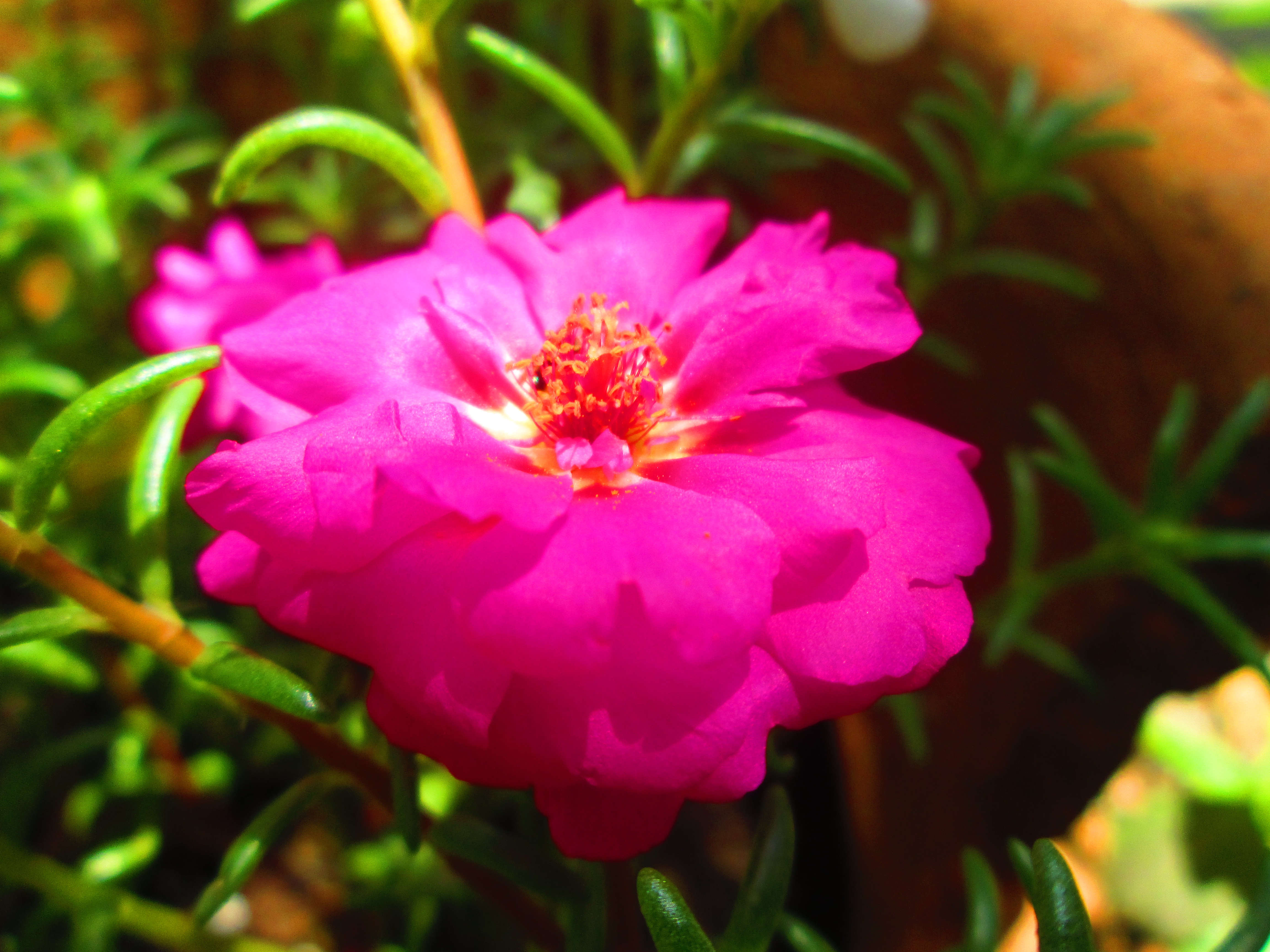Moss Rose by Zachary