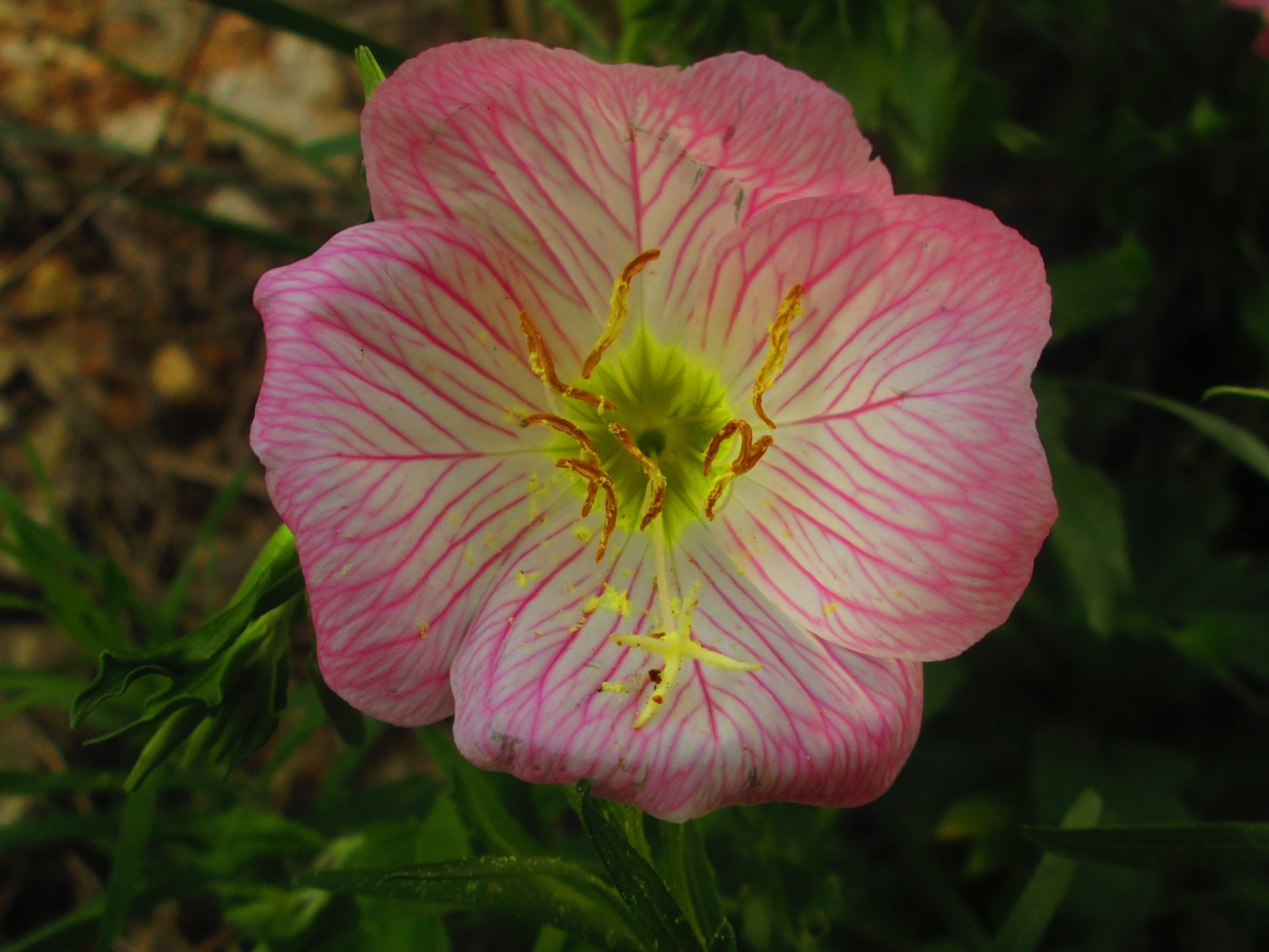 Pink wildflower 2 by Zachary