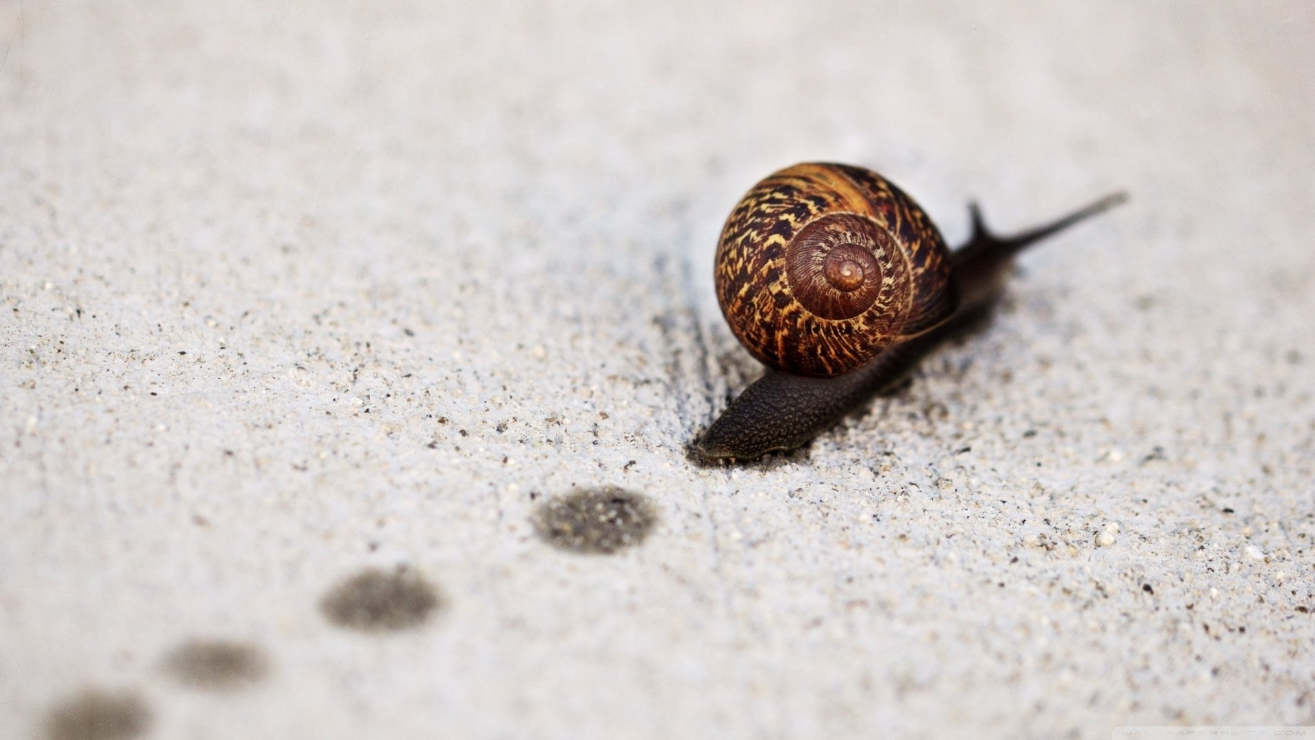 Download Animal Snail HD Wallpaper
