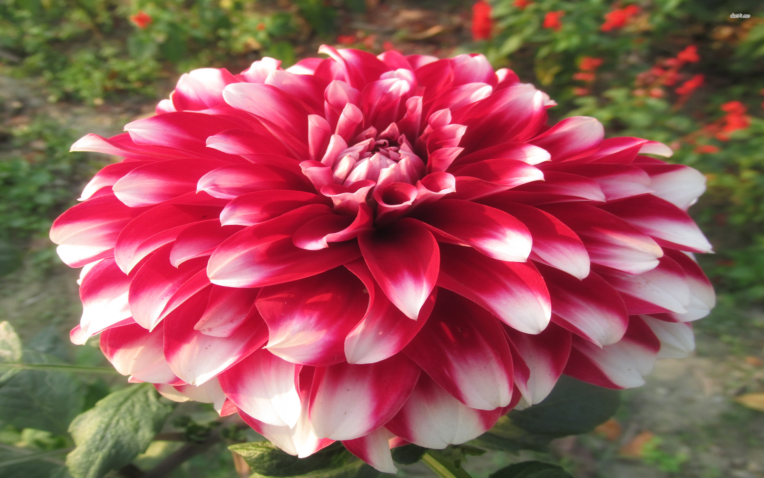 Download Nature Flower HD Wallpaper