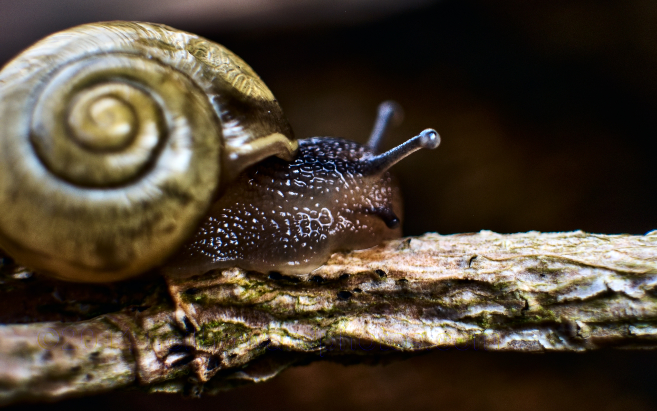 Amazing Snail Hd Wallpaper