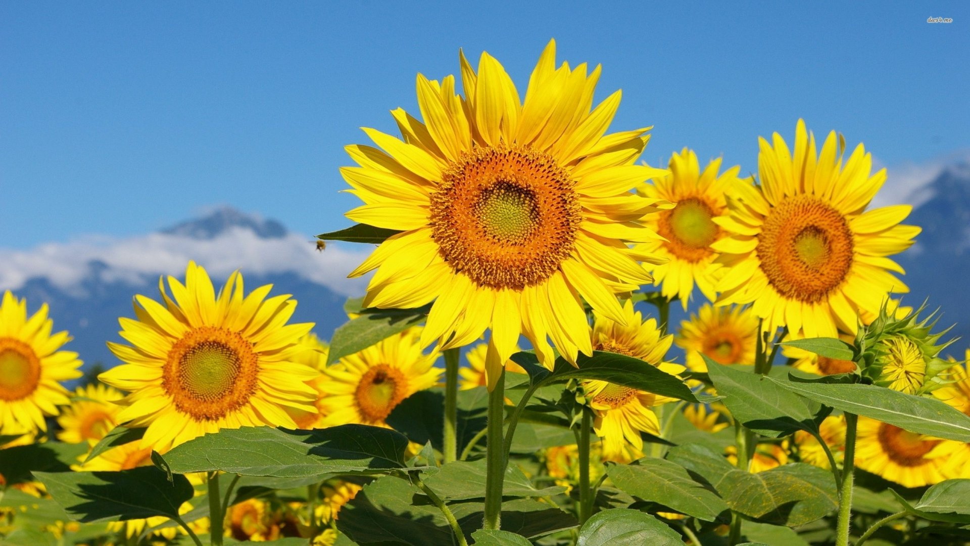 Radiant Sunflowers in Bloom – Stunning HD Nature Wallpaper