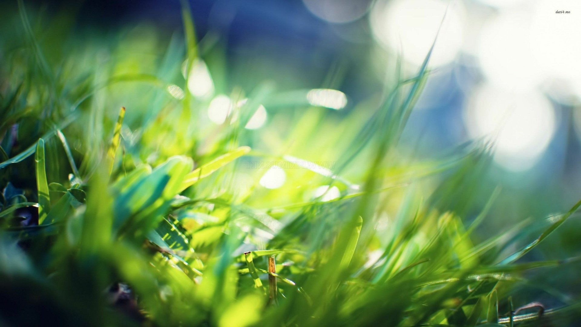 Download Nature Grass HD Wallpaper