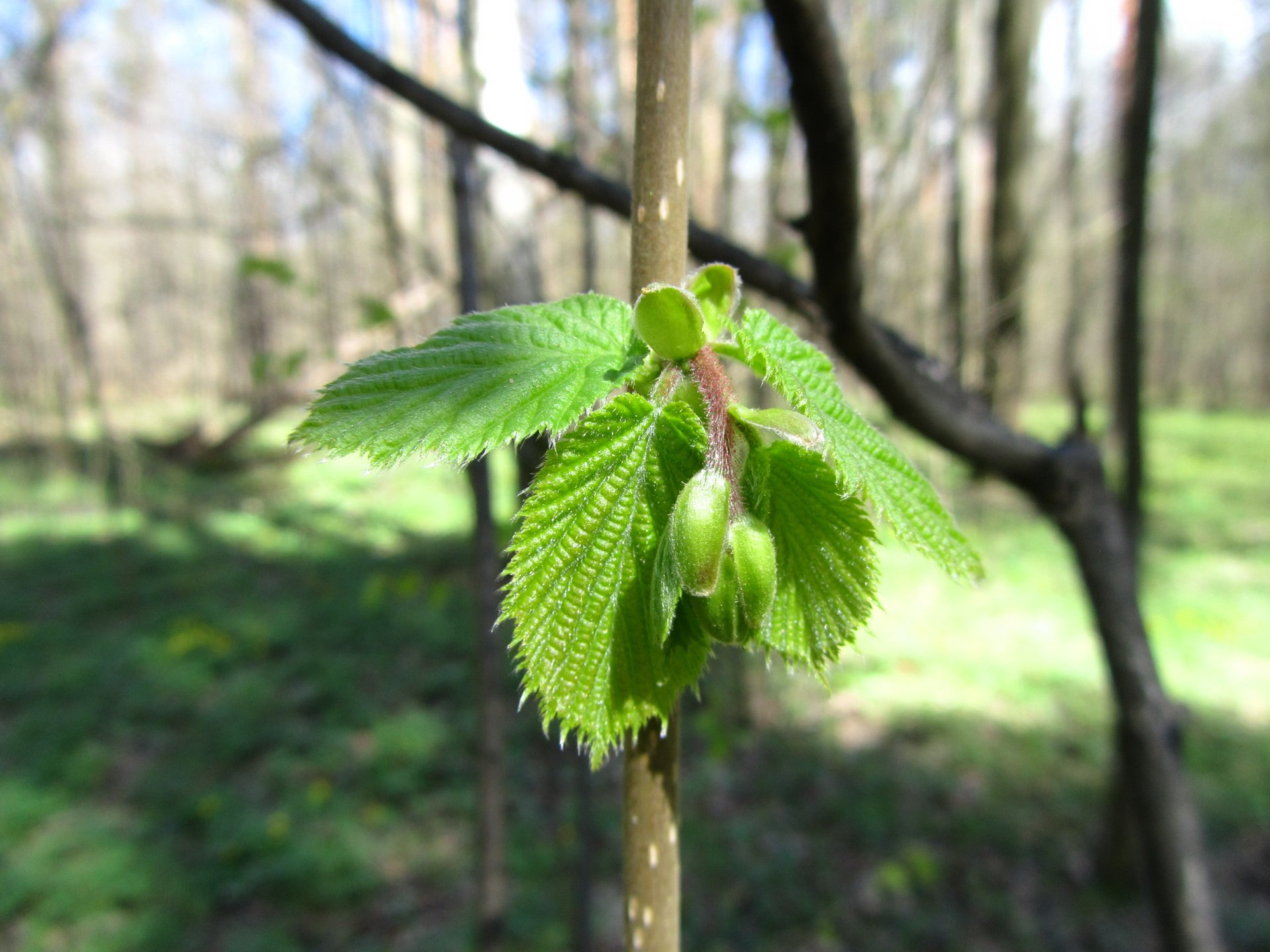 Download Nature Branch 4k Ultra HD Wallpaper by Vergilius