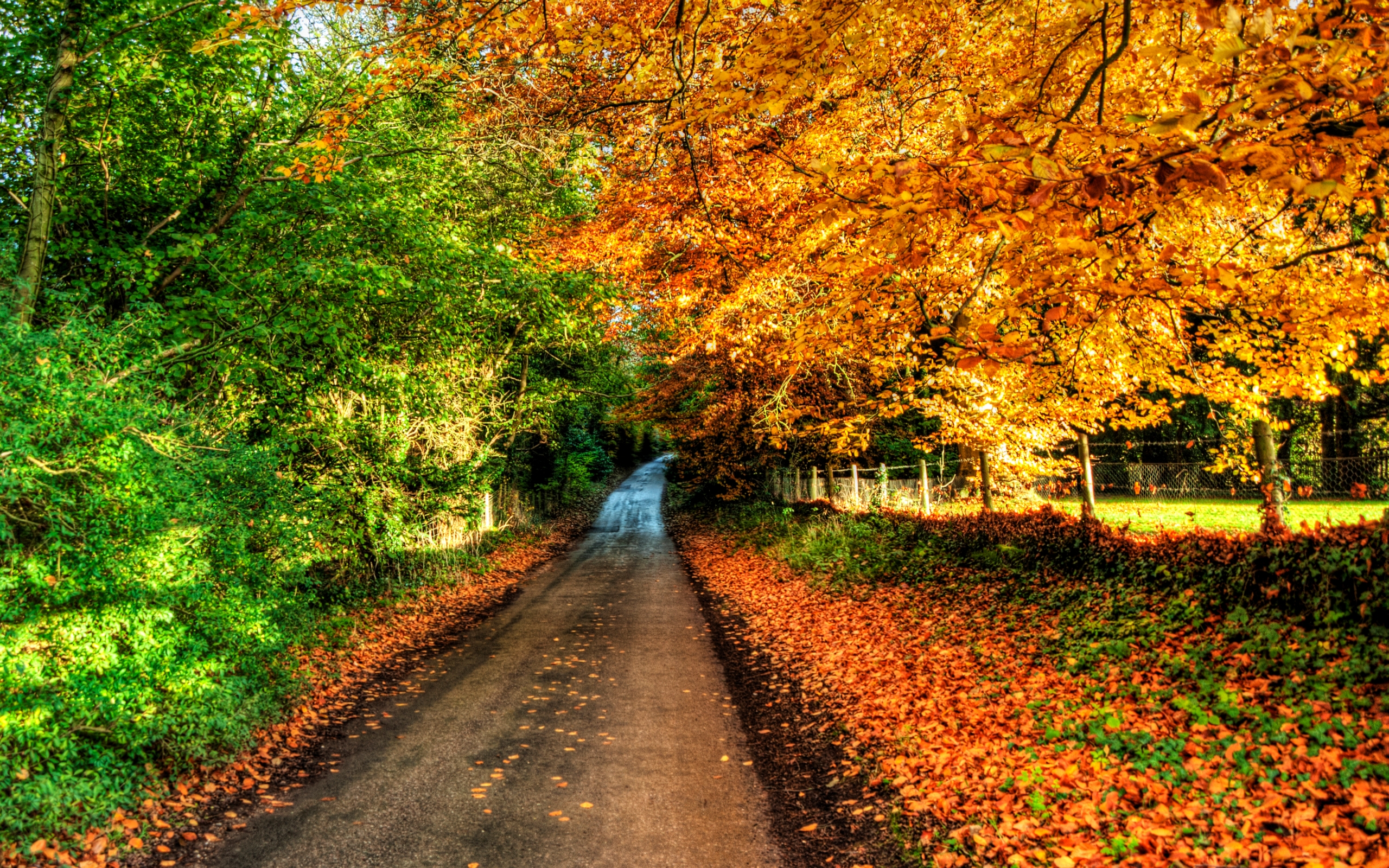 Autumn Road Hd Wallpaper