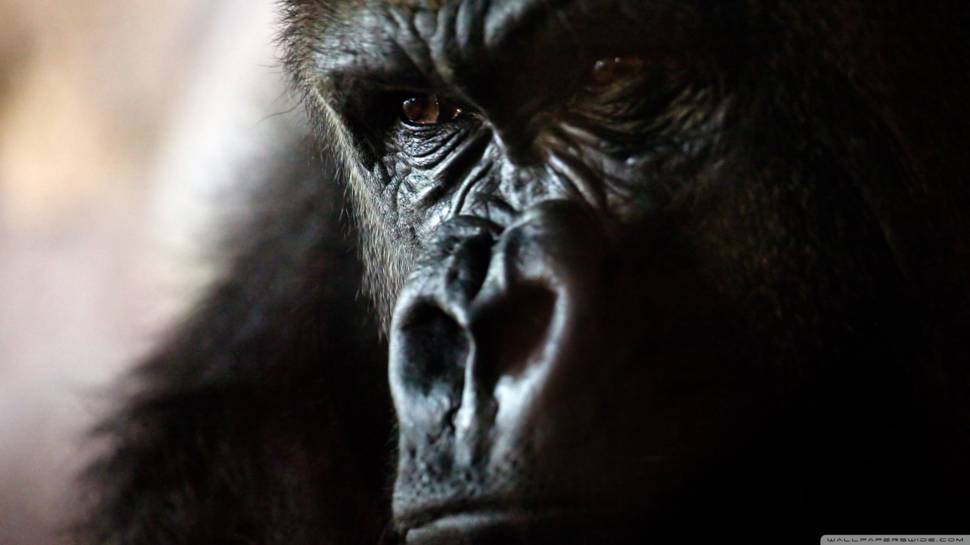 Download Animal Gorilla HD Wallpaper