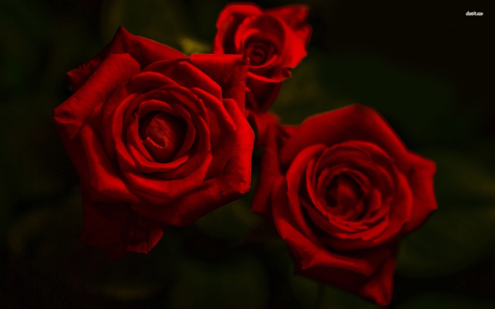 Download Flower Nature Rose HD Wallpaper | 1920x1200 | Wallpaper Abyss