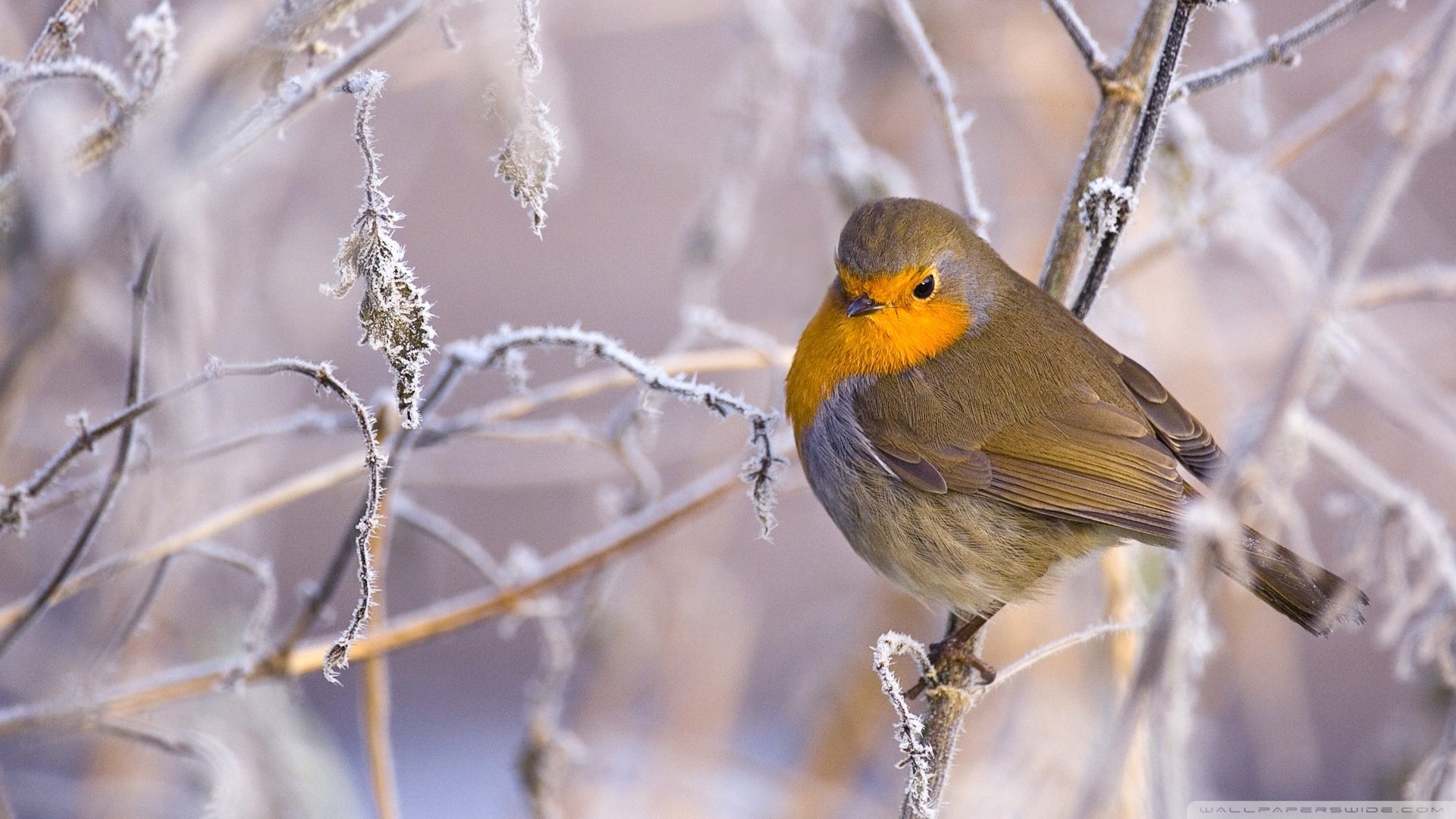 Vibrant Robin in Frosty Morning | HD Animal Wallpaper