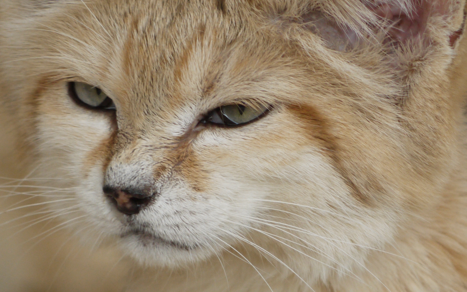 Animal Sand Cat HD Wallpaper