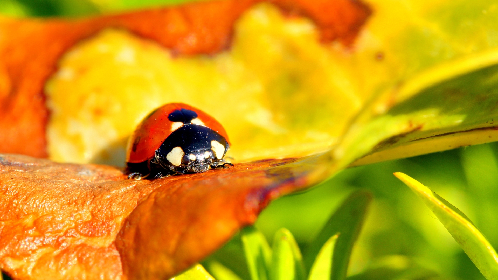 Download Animal Ladybug HD Wallpaper