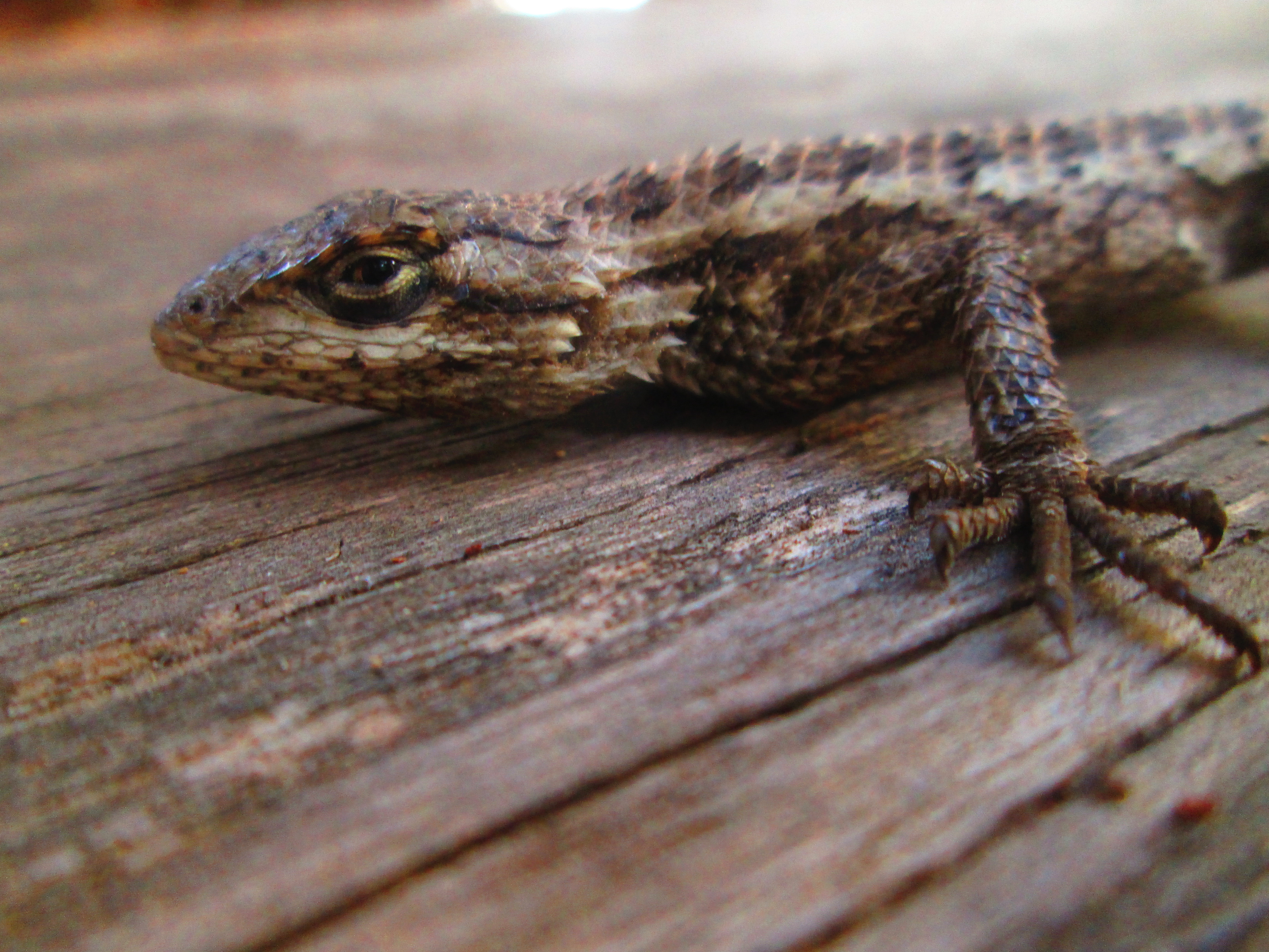 Lenny the lizard by Zachary