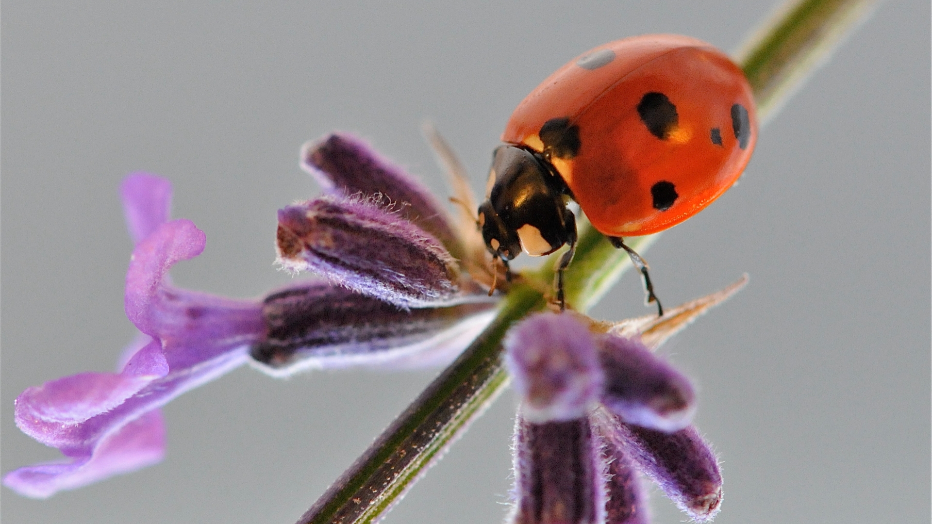 Download Animal Ladybug HD Wallpaper