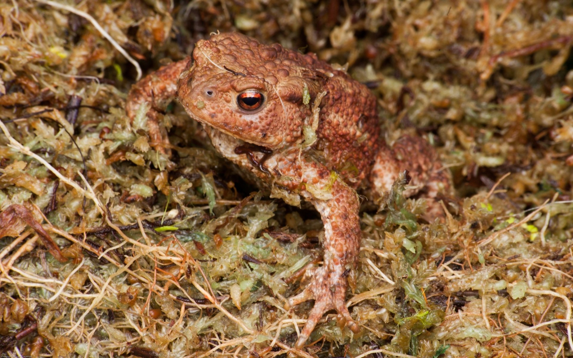 Download Animal Toad HD Wallpaper