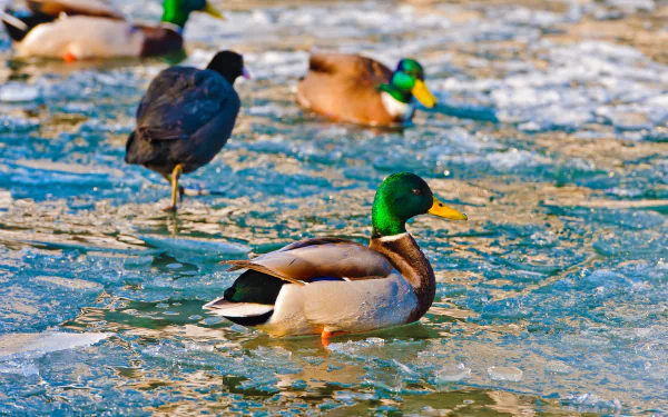 Stunning Mallard Duck HD Wallpaper
