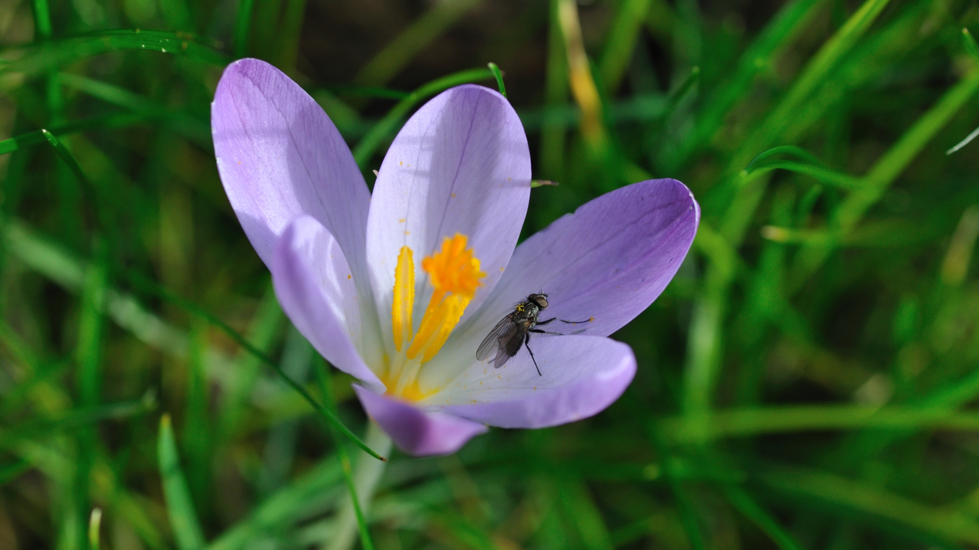 Download Nature Crocus HD Wallpaper