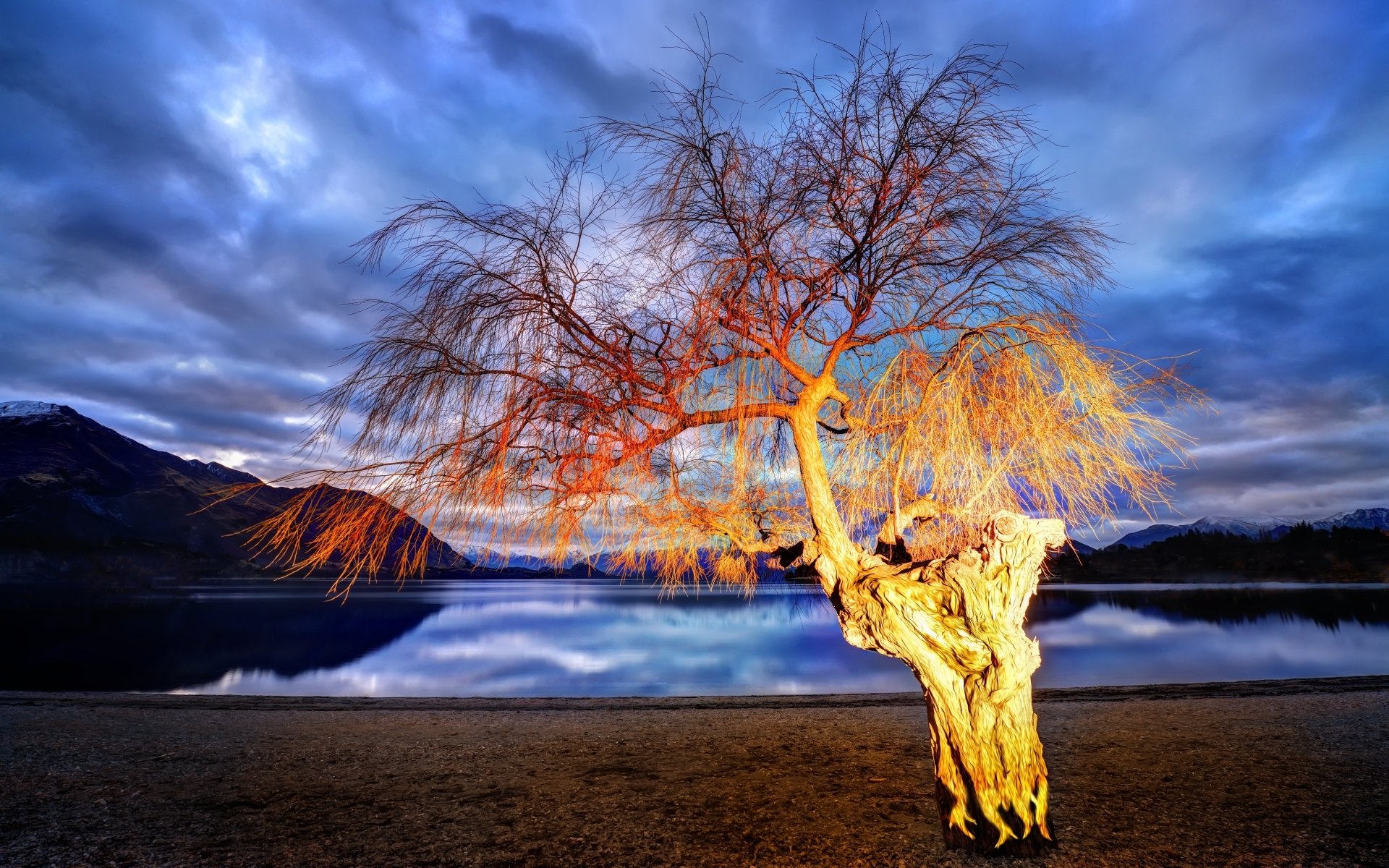 Serene Nature: HD Wallpaper of a Majestic Tree by the Water